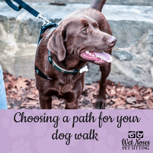 Choosing a path for your dog walk - Wet Noses Pet Sitting