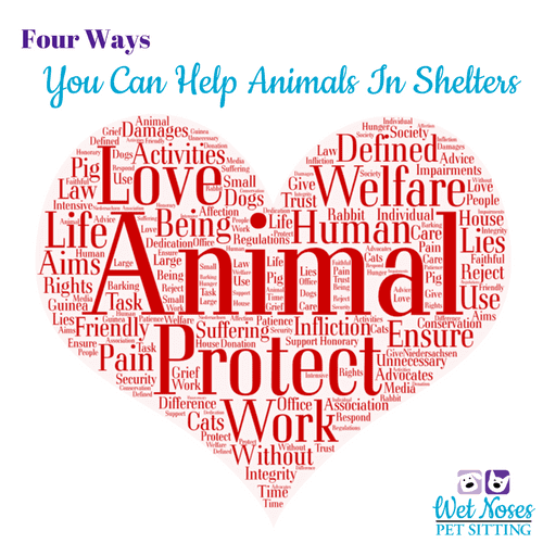 4 Ways You Can Help Animals In Shelters - Wet Noses Pet Sitting