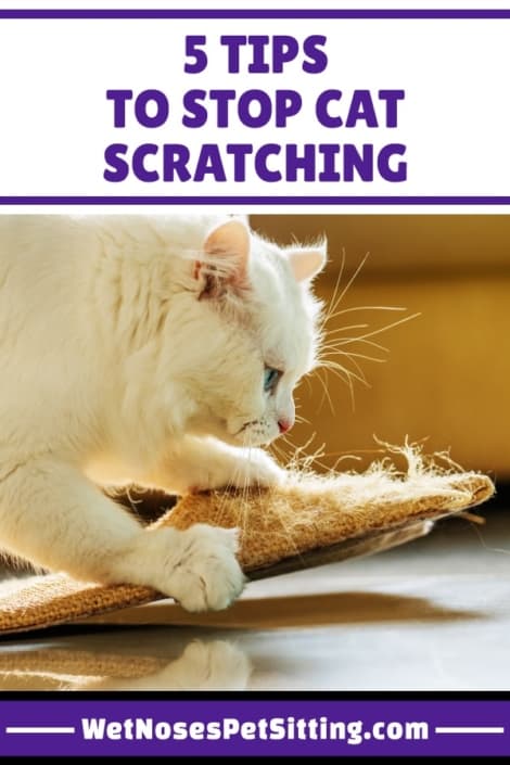 5 Tips to Stop Cat Scratching - Wet Noses Pet Sitting