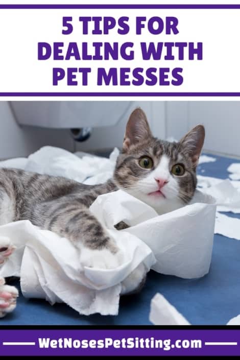 5 Tips For Dealing With Pet Messes - Wet Noses Pet Sitting