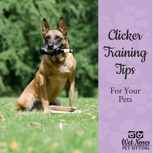 Clicker Training Tips - Wet Noses Pet Sitting