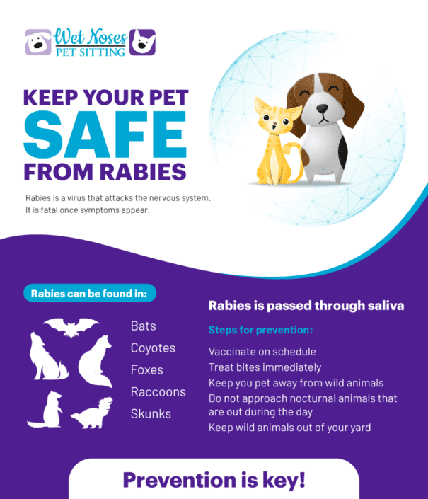 Keeping Your Dogs and Cats Safe from Rabies - Tips from Wet Noses Pet ...