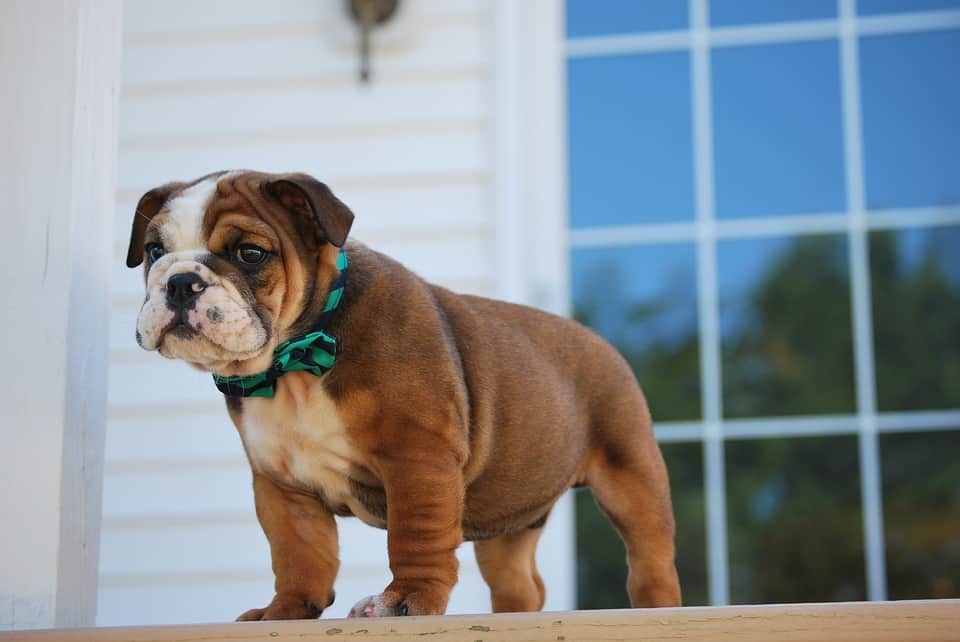 Bulldogs Are Beautiful Day - Celebrating this amazing breed!