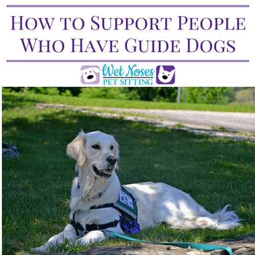 How to Support People who have Guide Dogs - Wet Noses Pet Sitting