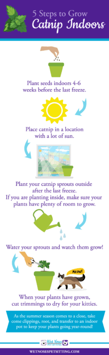 5 Steps to Start Growing Catnip Inside from Seeds!