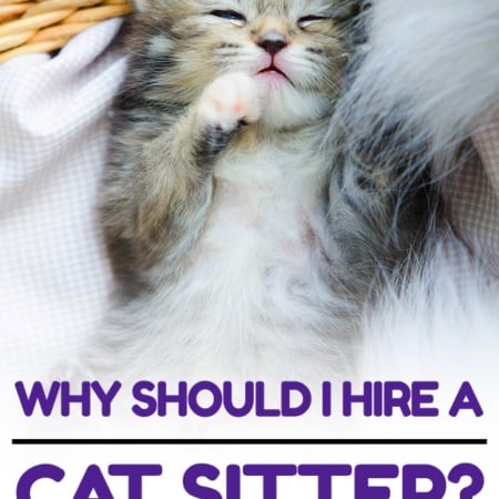 How to Pick a Cat - Knowing how to make the right choice