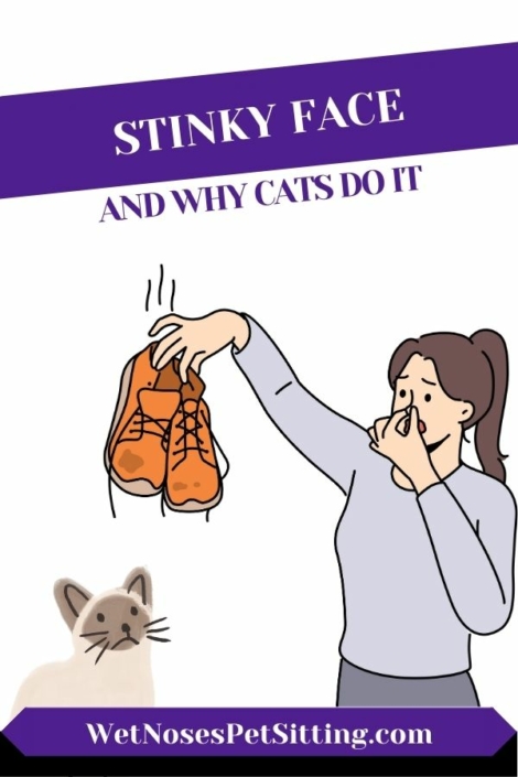 Stinky Face and Why Cats Do It - Wet Noses Pet Sitting